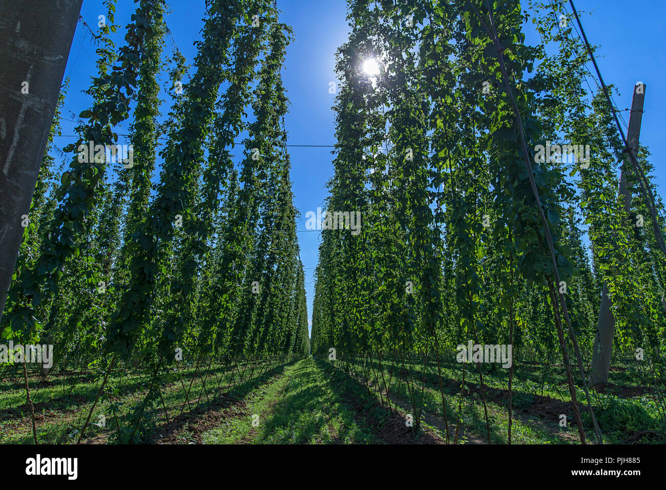 Hop growing (Humulus lupulus) with sun in backlight, Franconia, Bavaria ...