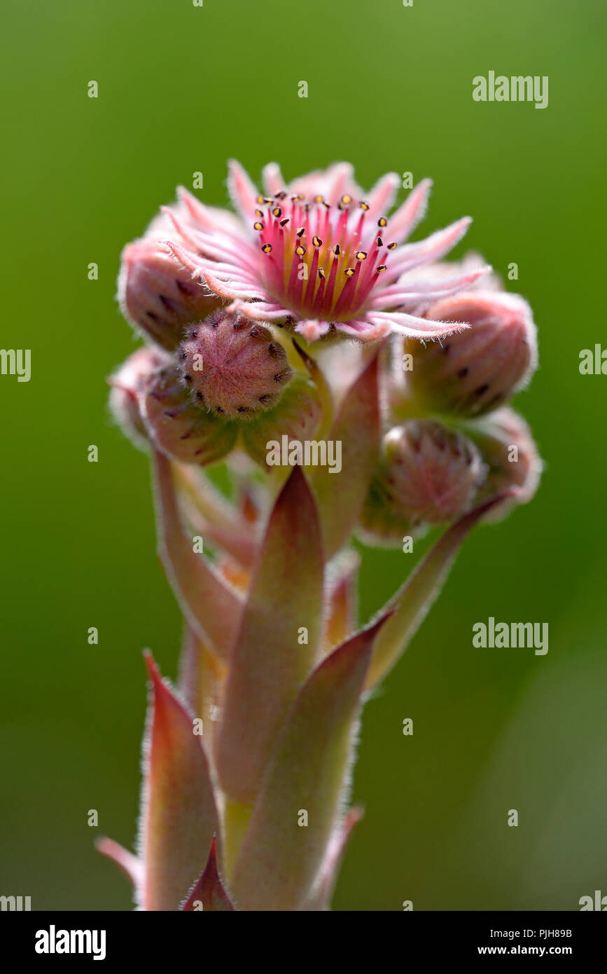 Common Houseleek (Sempervivum tectorum), inflorescence, Germany Stock ...
