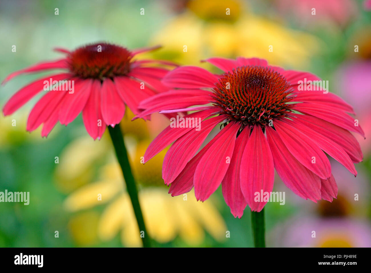 Red and purple flowers hi-res stock photography and images - Alamy