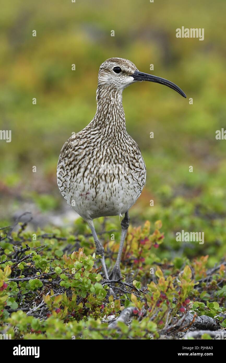 Whimbrel (Numenius phaeopus), adult bird, Tundra, Varanger, Norway ...