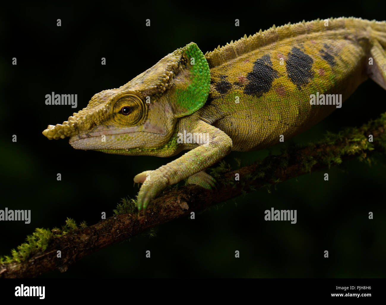 Malthe's chameleon (Calumma malthe), male on branch, rainforest ...