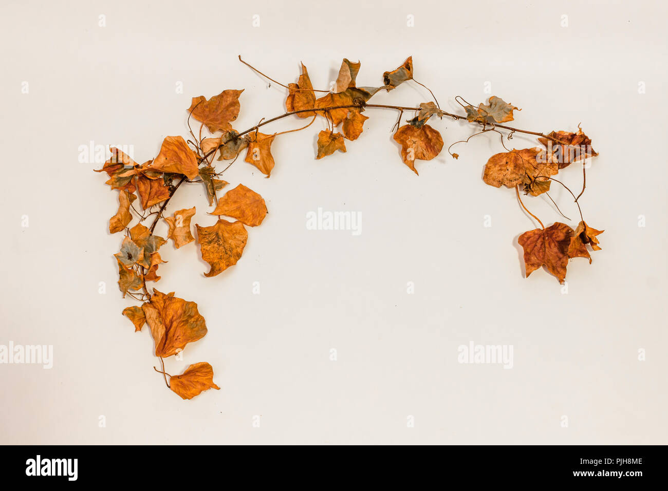 Leafy border hi-res stock photography and images - Alamy