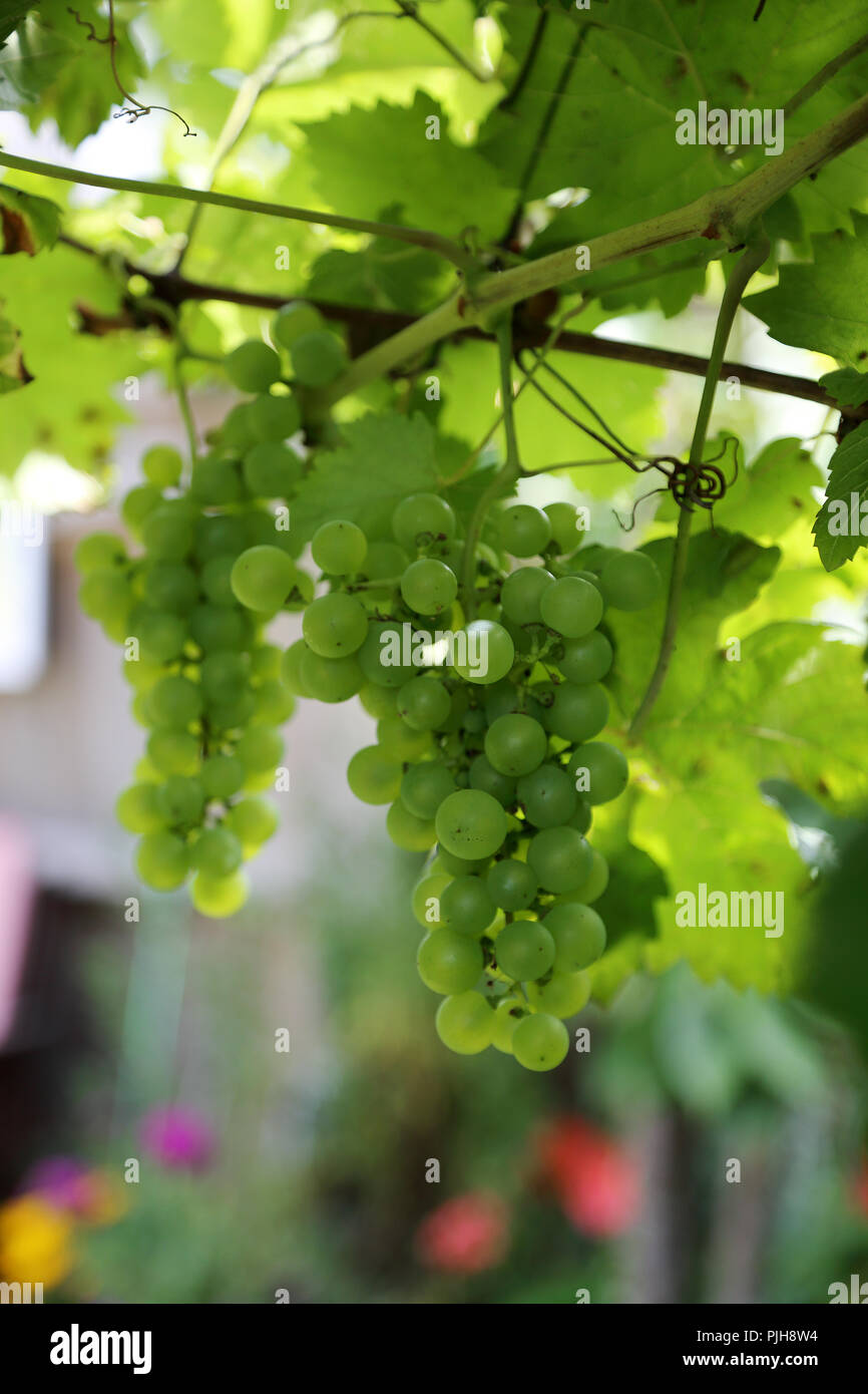 Growing Grapes In Garden Uk High Resolution Stock Photography and ...