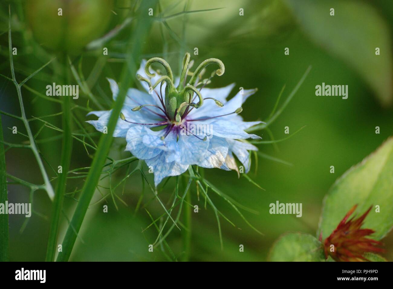 Love in the flower hi-res stock photography and images - Alamy
