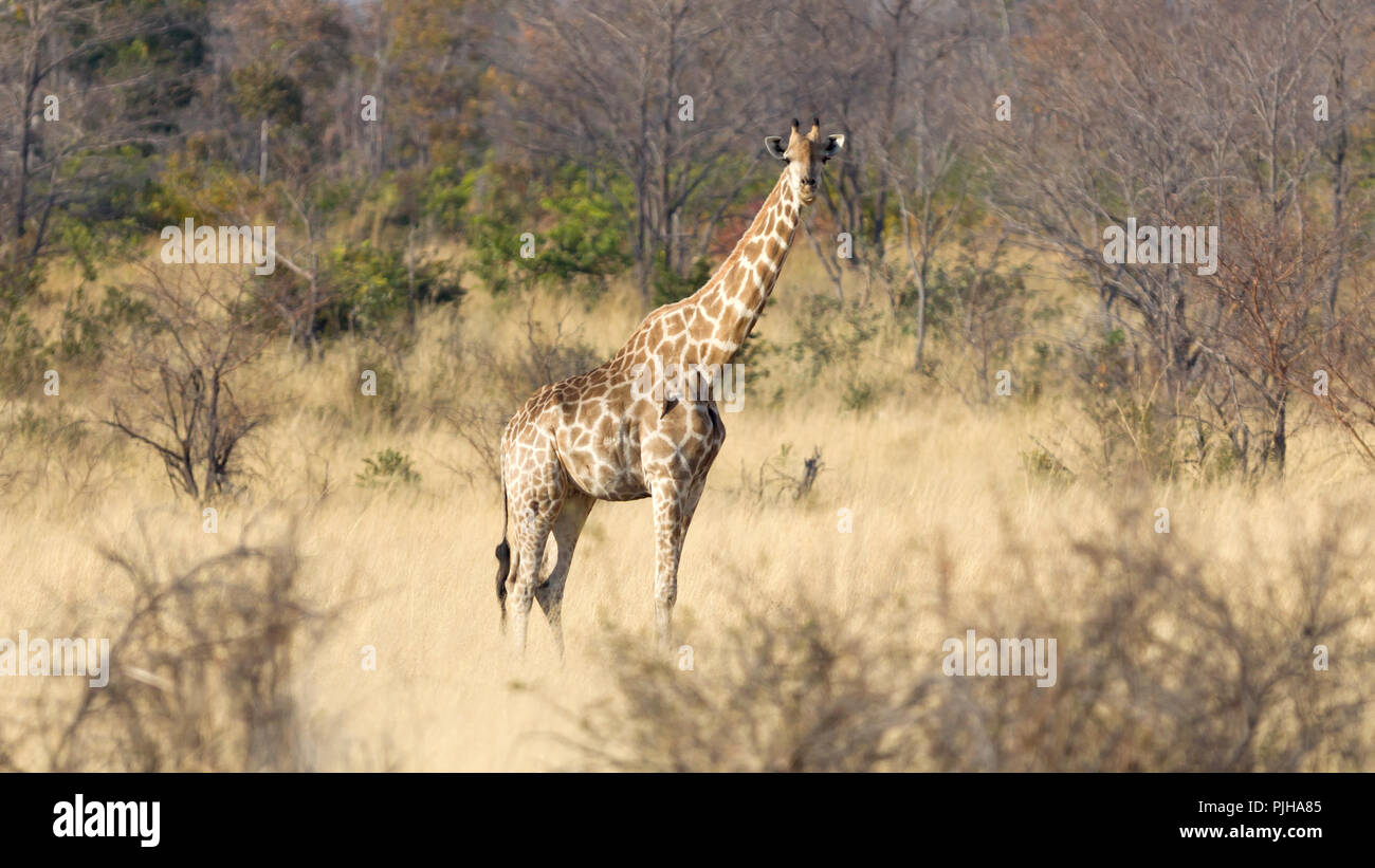 Single adult giraffe (Giraffa camelopardalis) in Namibia Stock Photo ...