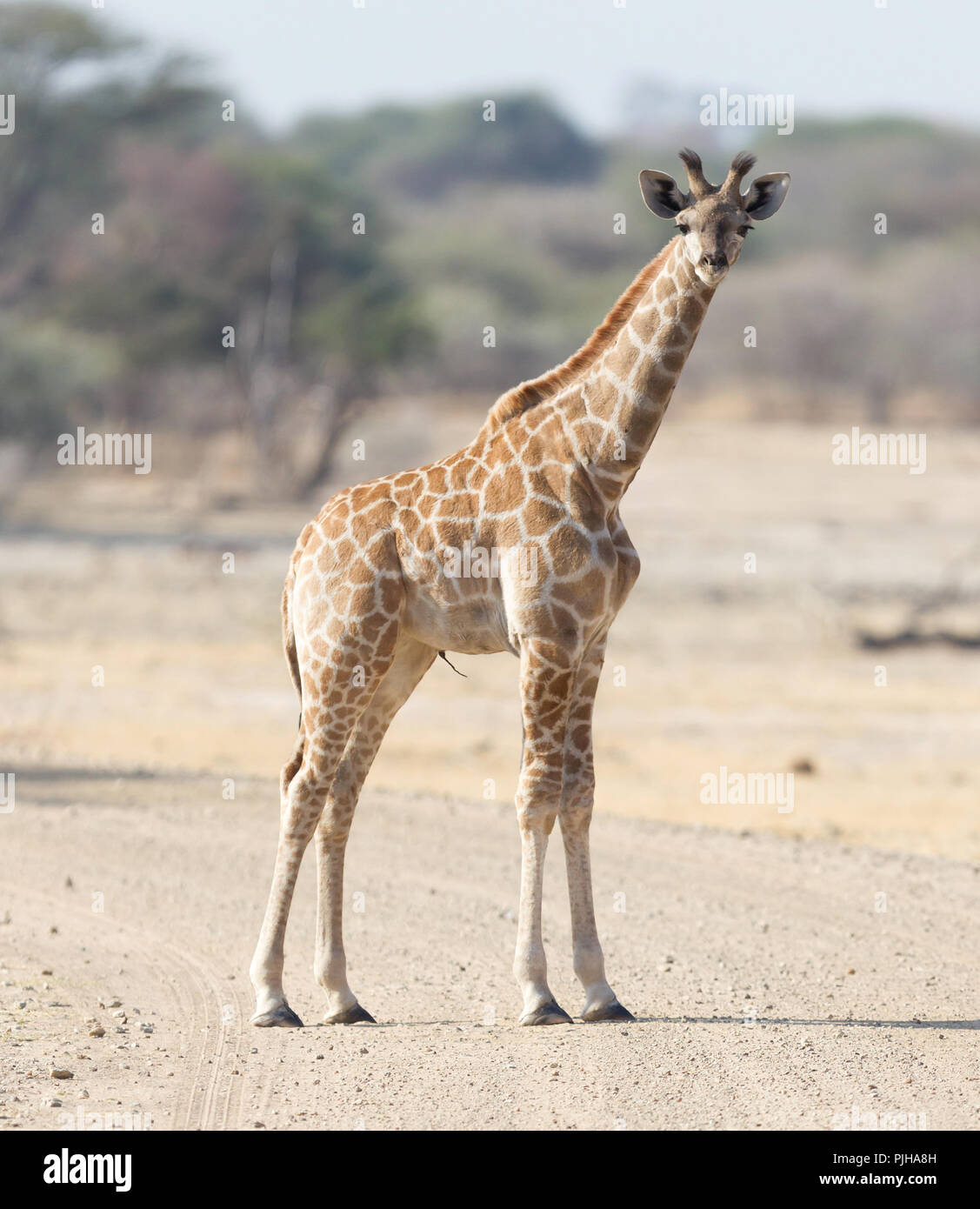 Single young giraffe (Giraffa camelopardalis) in Namibia Stock Photo ...