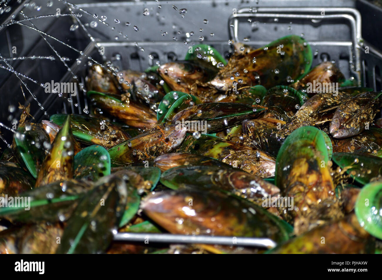 Greenshell kuku kutai hi-res stock photography and images - Alamy