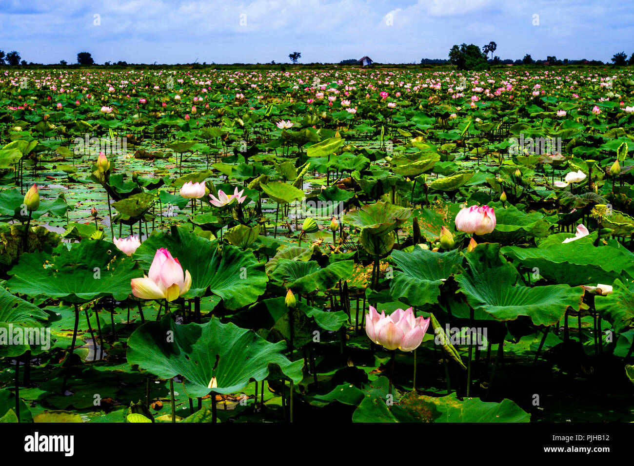 Lotus flowers in a lotus field farm in Cambodia close to Siem Reap ...