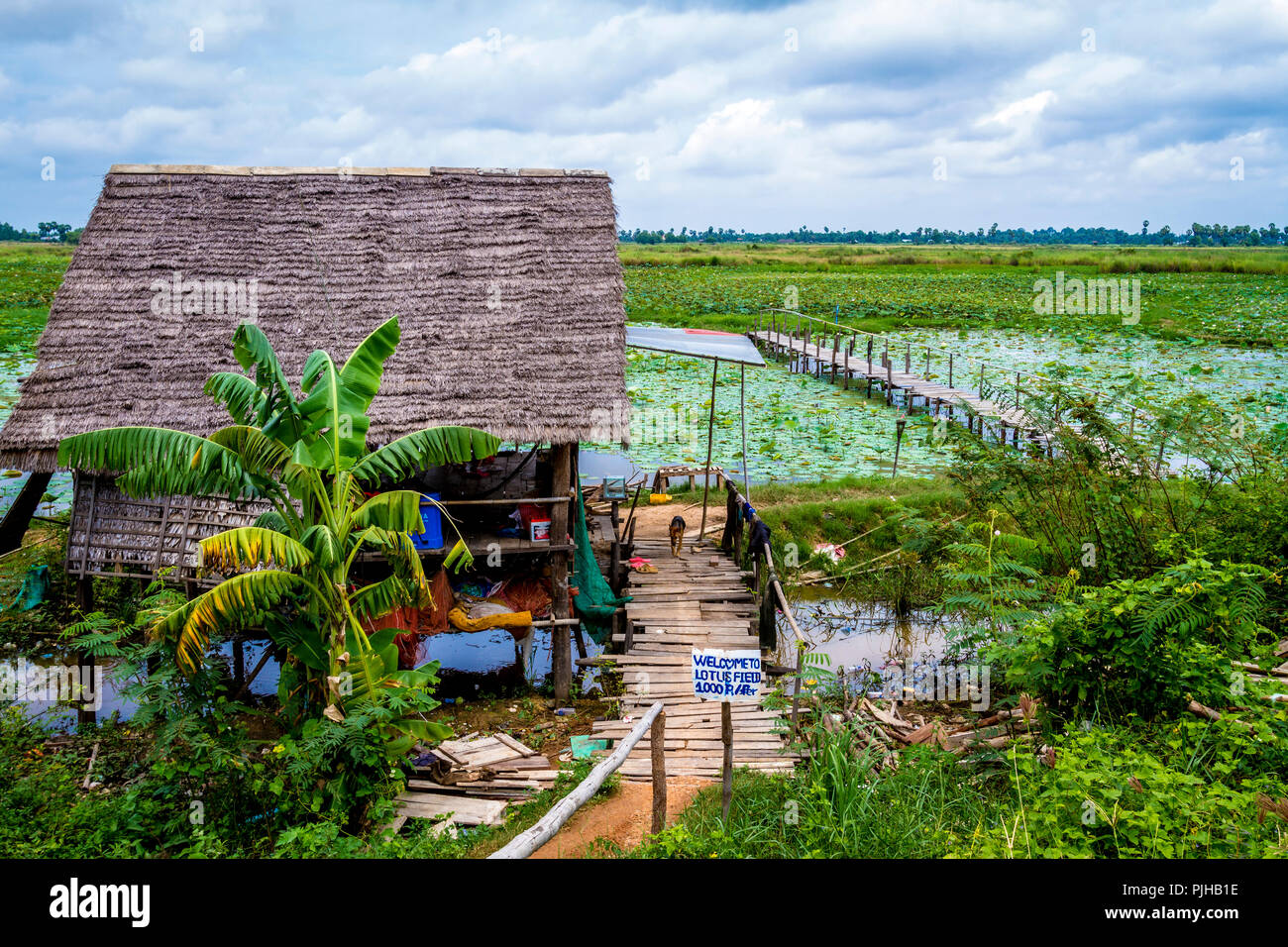 A walkway through the lotus field farm in Cambodia close to Siem Reap ...