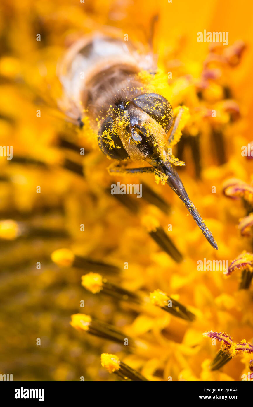 Bee covered in pollen closeup hi-res stock photography and images - Alamy