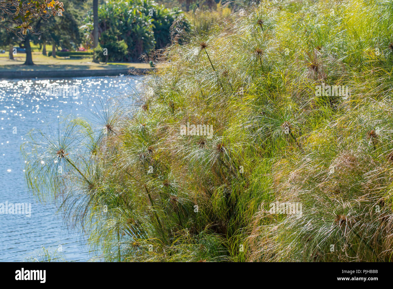 Cyperus Papyrus High Resolution Stock Photography and Images - Alamy