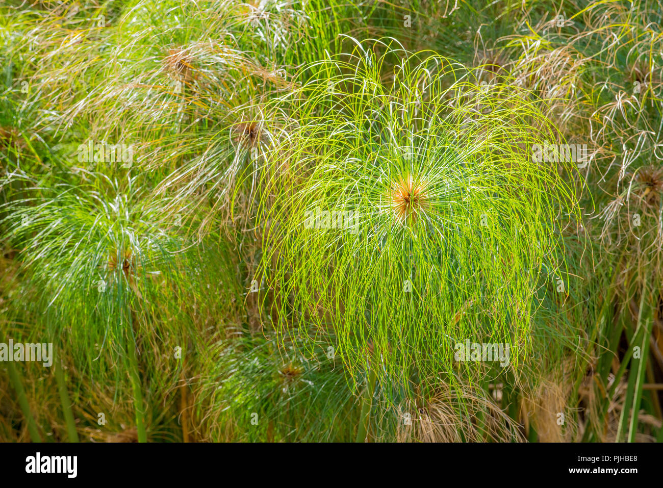 Cyperus papyrus hi-res stock photography and images - Alamy