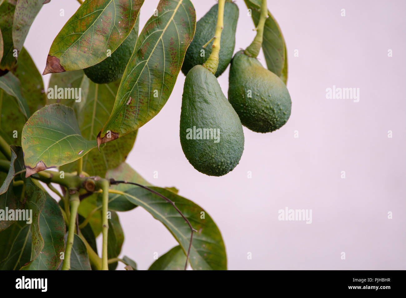 Seasonal harvest of green orgaic avocado, tropical green avocadoes ...