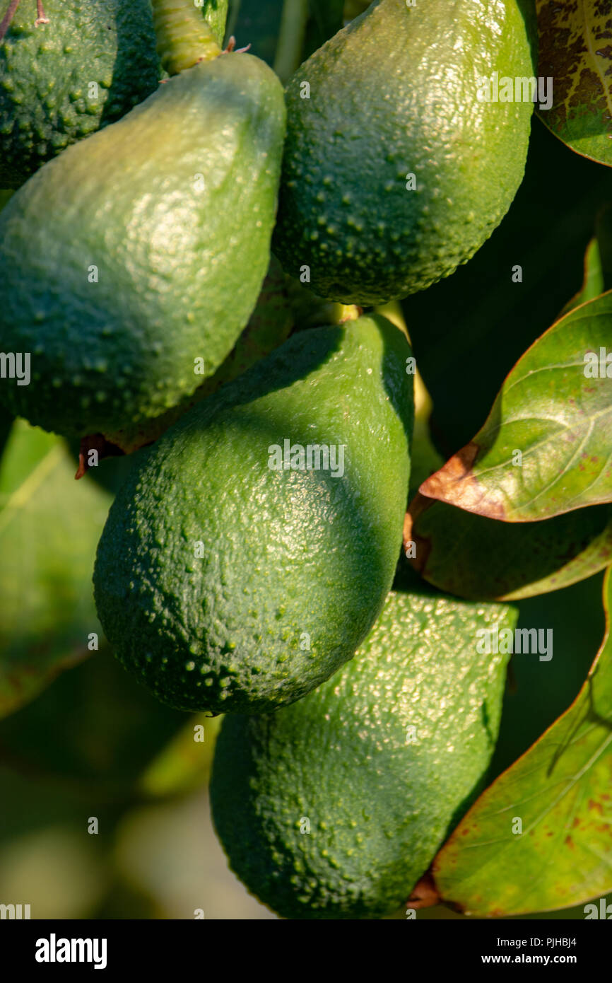 Seasonal harvest of green orgaic avocado, tropical green avocadoes ...