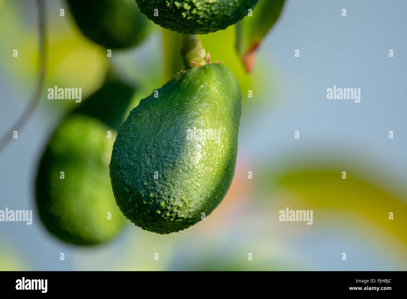 Seasonal harvest of green orgaic avocado, tropical green avocadoes ...