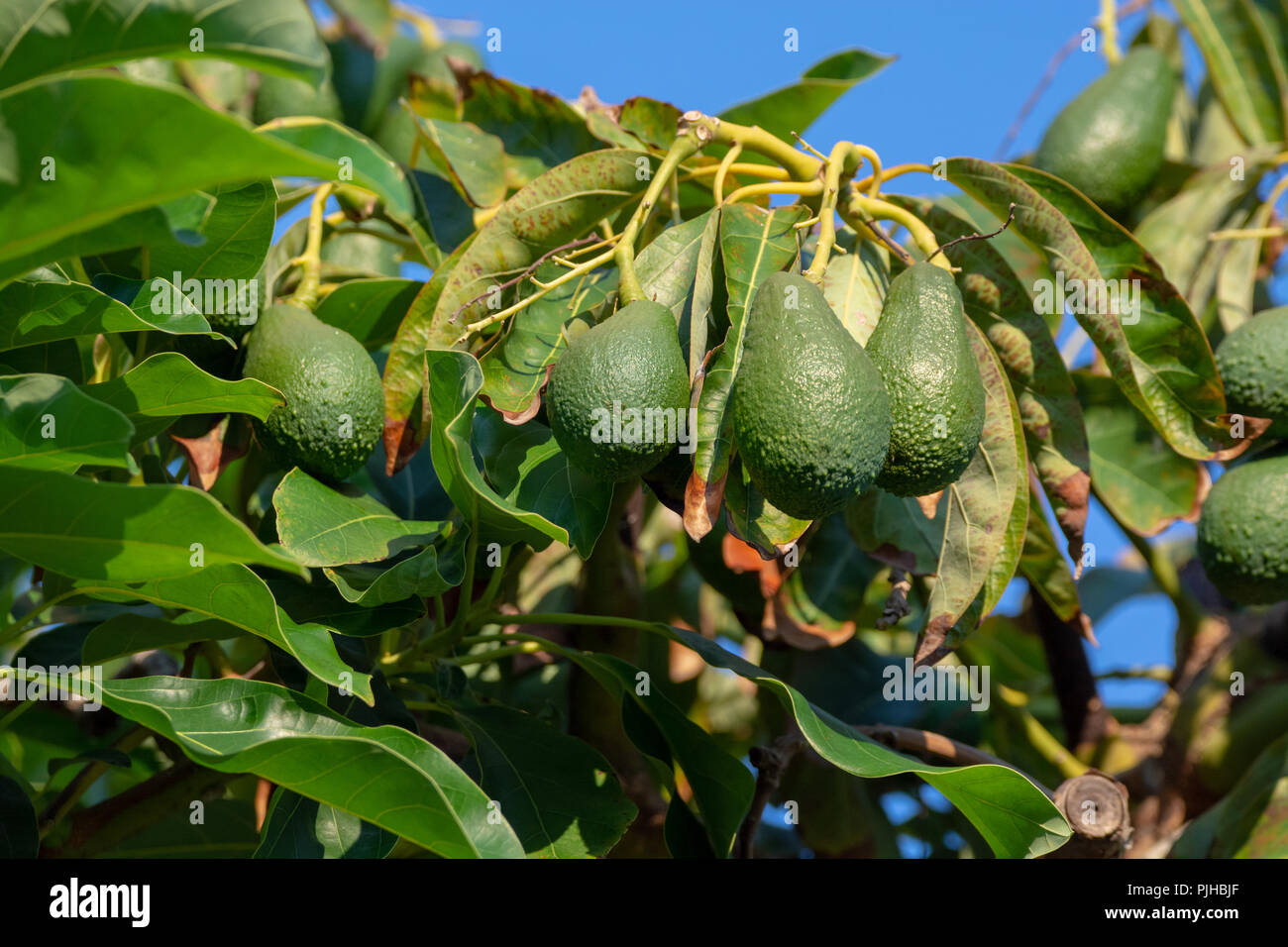 Seasonal harvest of green orgaic avocado, tropical green avocadoes ...