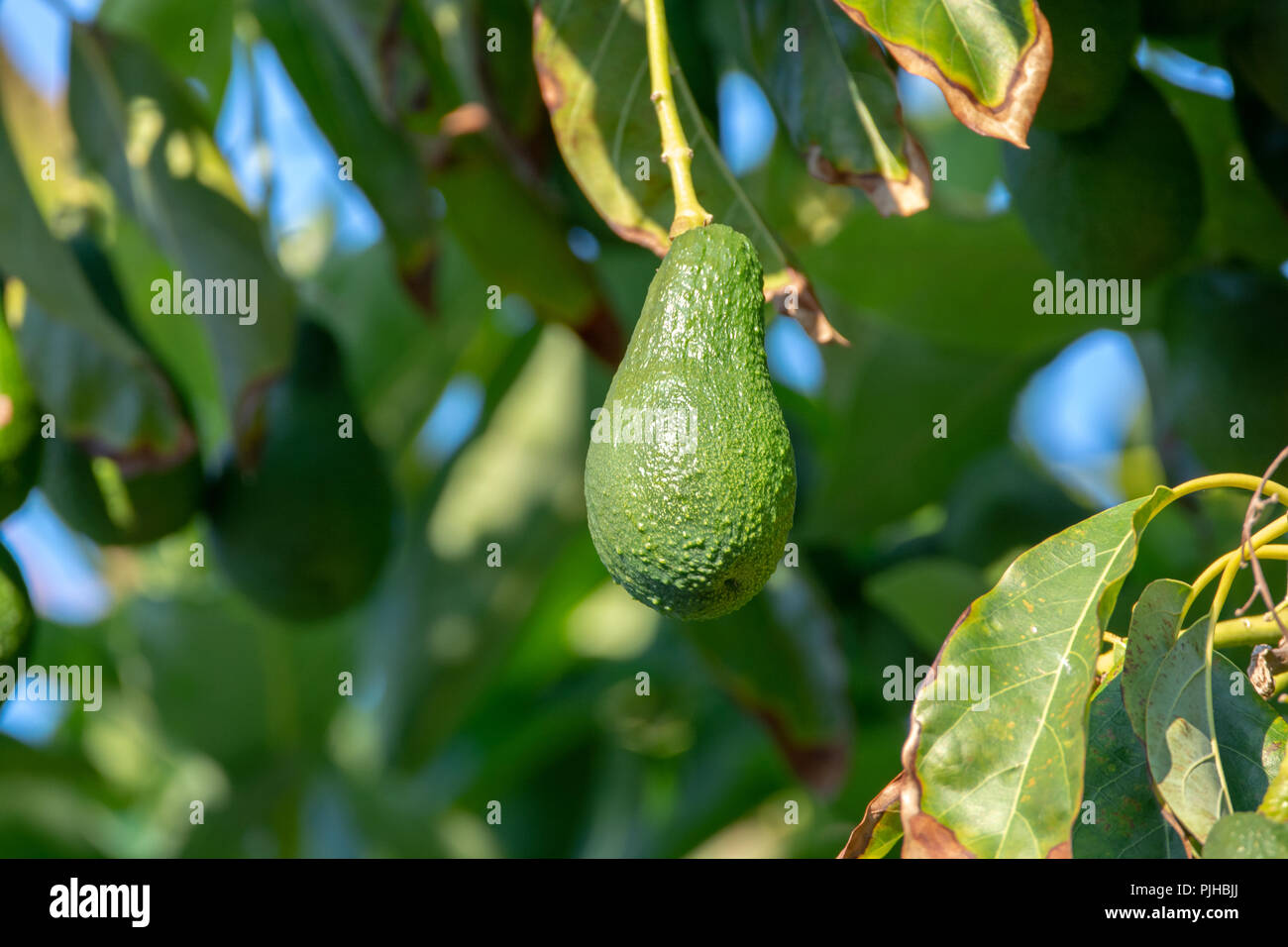 Seasonal harvest of green orgaic avocado, tropical green avocadoes ...