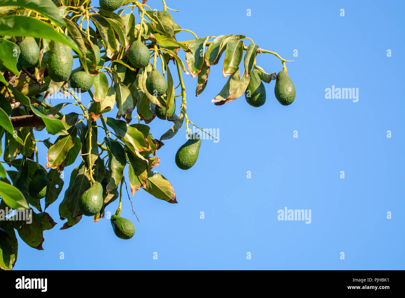 Seasonal harvest of green orgaic avocado, tropical green avocadoes ...