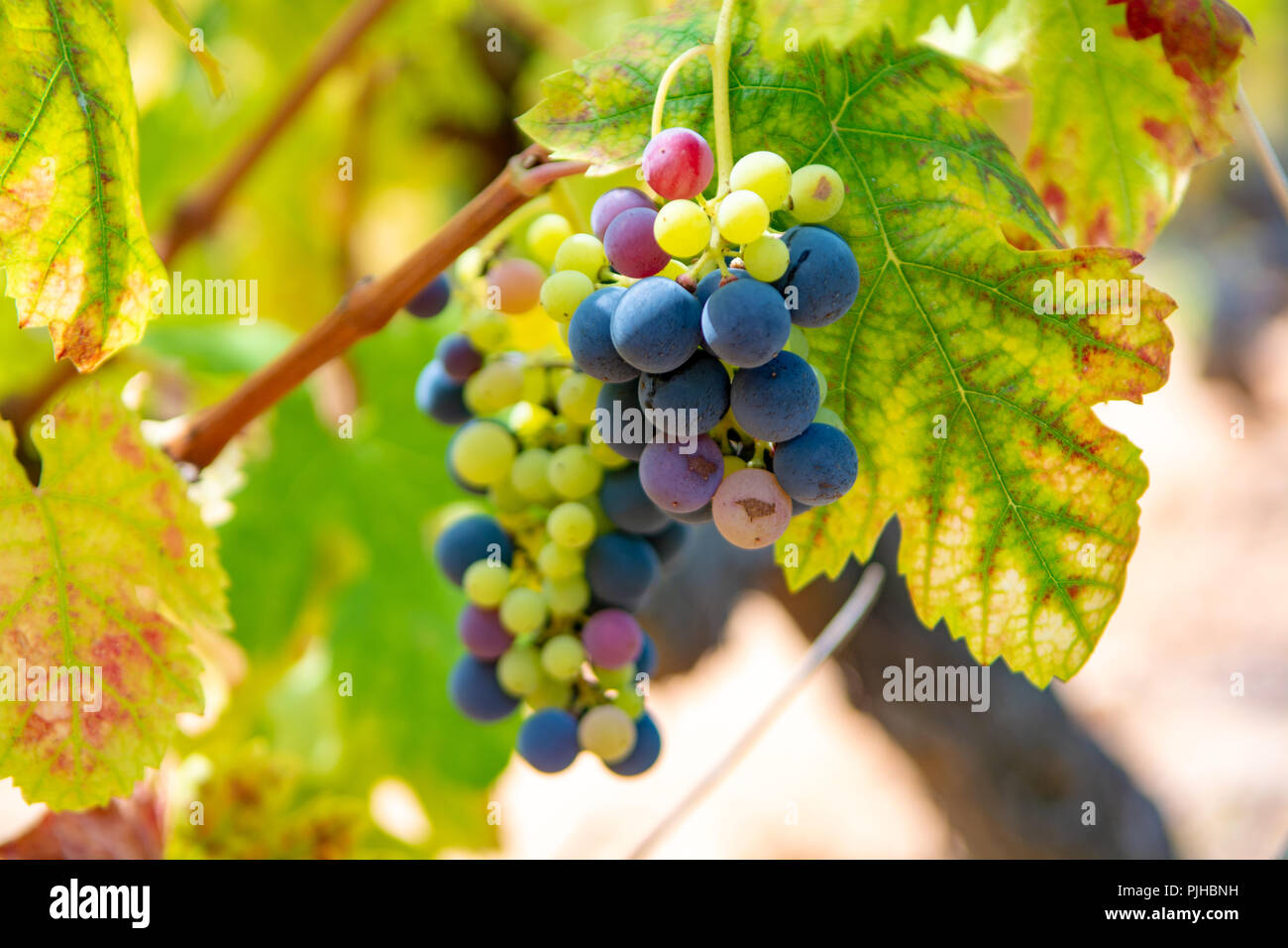 French red and rose wine grapes plant, growing on ochre mineral soil ...