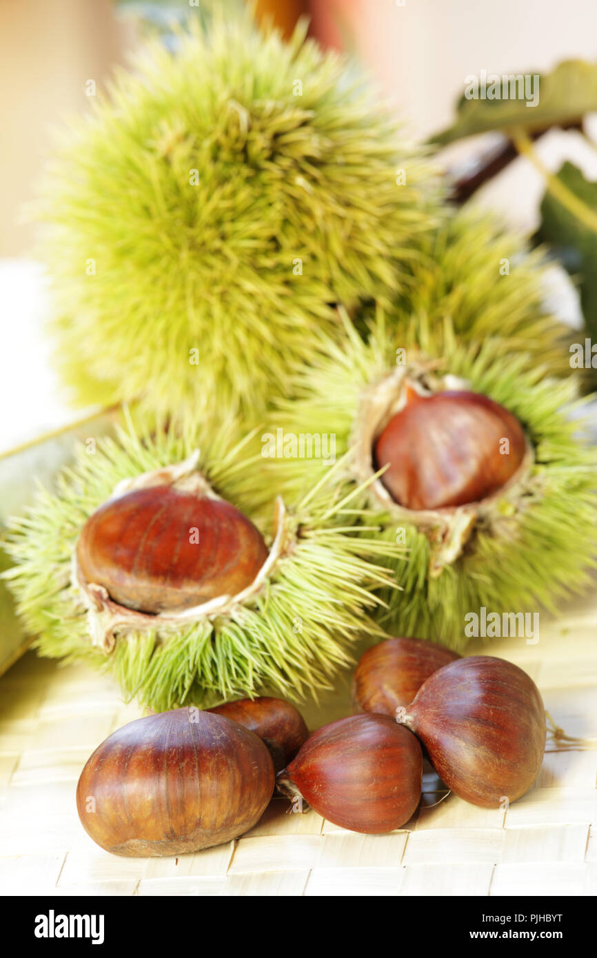Sweet chestnuts on the branch Stock Photo - Alamy