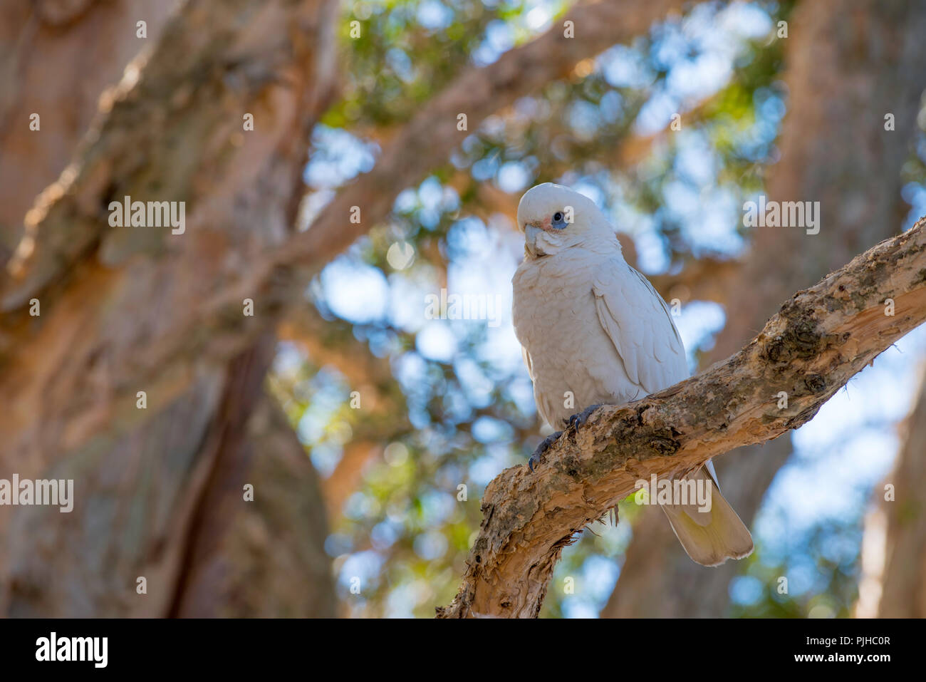 A Little Corella (Cacatua sanguinea) is smaller than its Sulphur ...