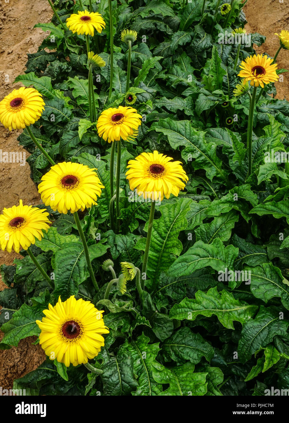 Gerbera flowers on field at plantation in Cameron Highlands, Malaysia ...