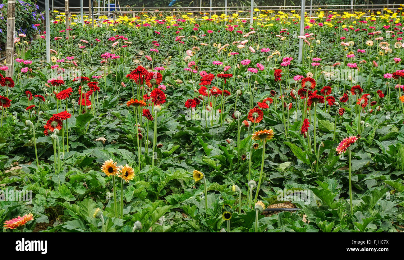 Gerbera flowers on field at plantation in Cameron Highlands, Malaysia ...