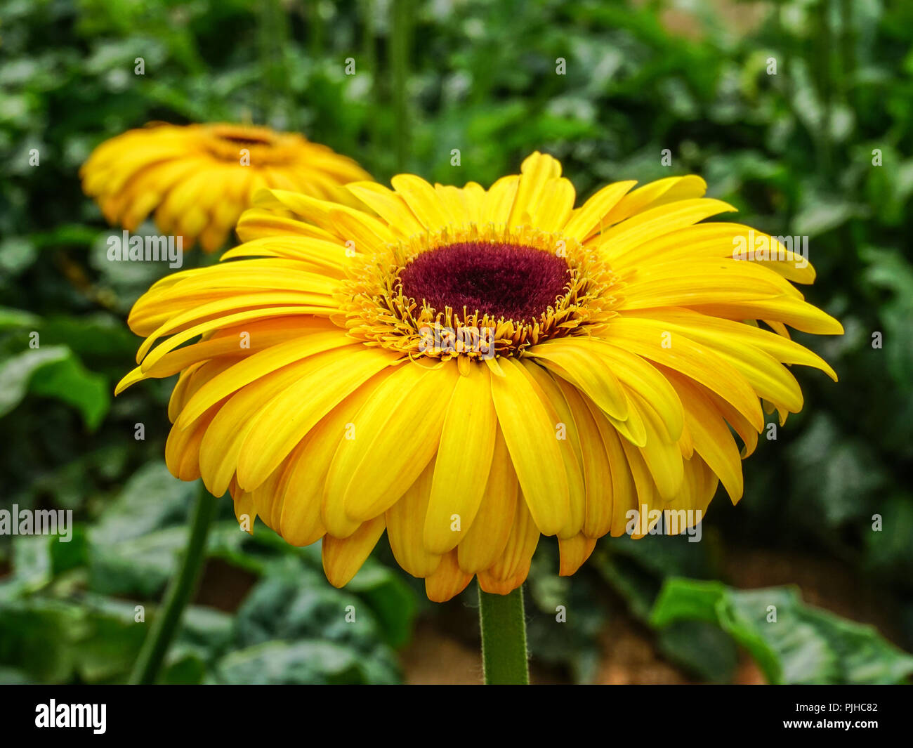 Gerbera flowers on field at plantation in Cameron Highlands, Malaysia ...