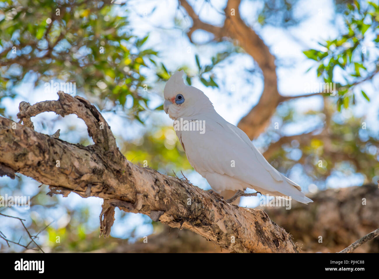 A Little Corella (Cacatua sanguinea) is smaller than its Sulphur ...