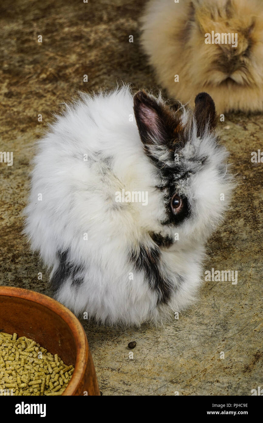 Small cute rabbit at the garden in Cameron Highlands, Malaysia Stock ...