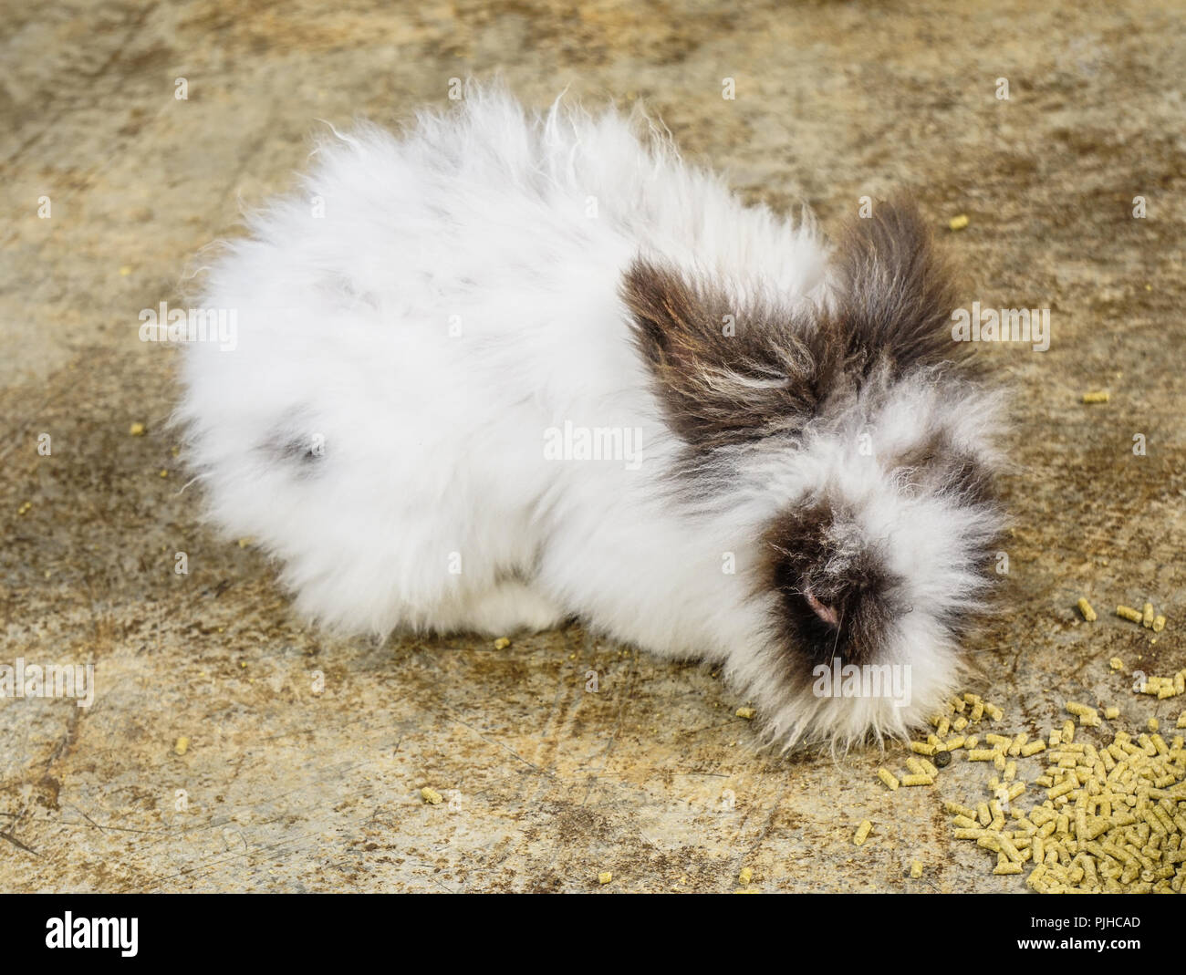 Small cute rabbit at the garden in Cameron Highlands, Malaysia Stock ...