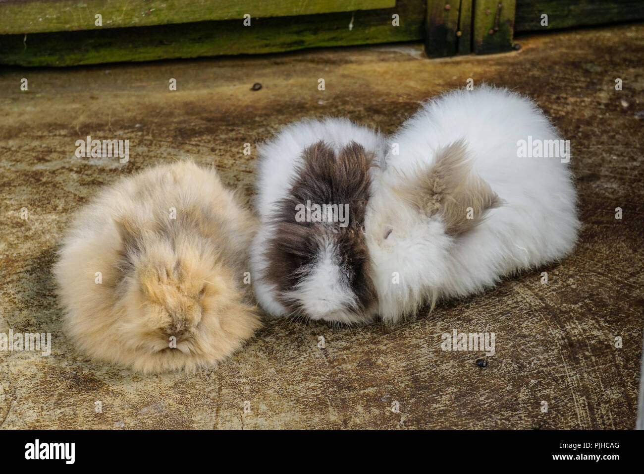 Small cute rabbit at the garden in Cameron Highlands, Malaysia Stock ...