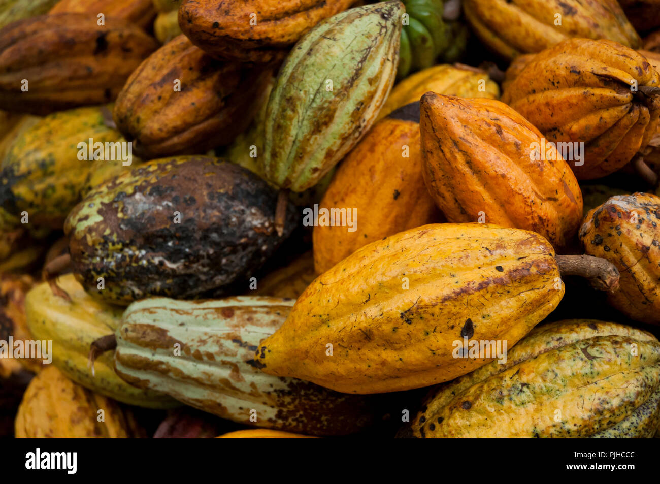 Cacao tree canopy hi-res stock photography and images - Alamy