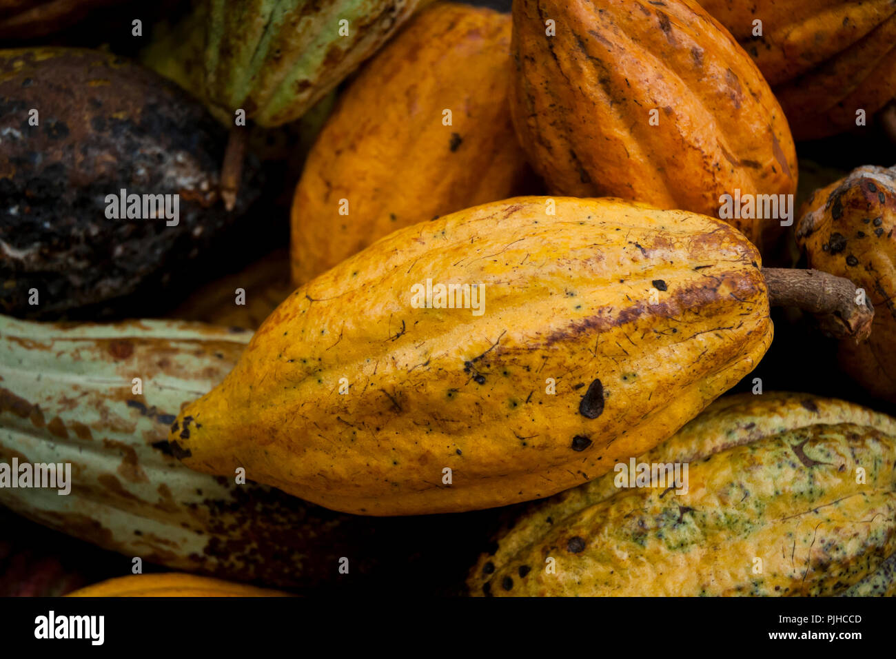 Cacao tree flower and fruit hi-res stock photography and images - Alamy