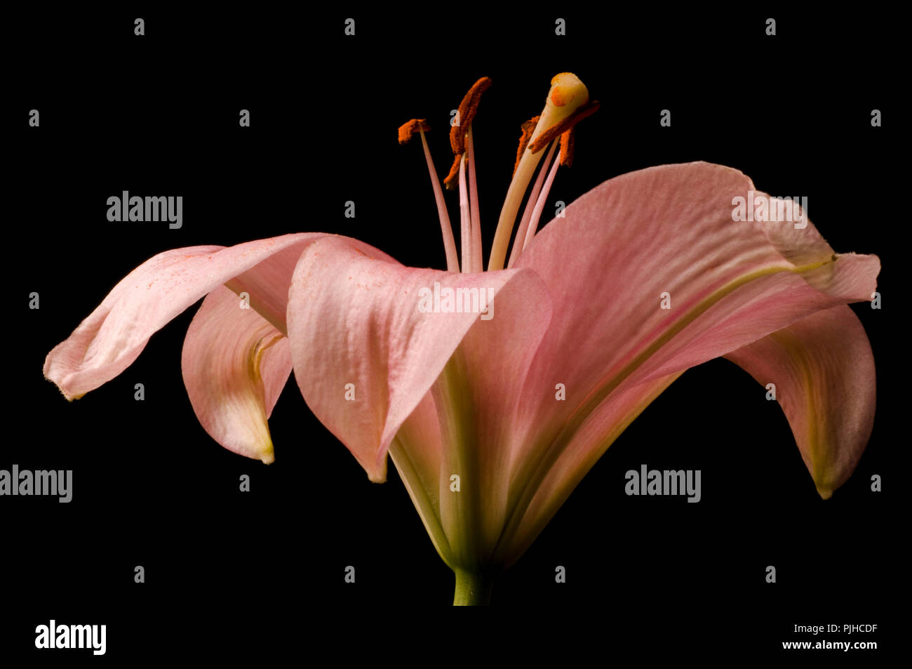 Lilia flower hi-res stock photography and images - Alamy