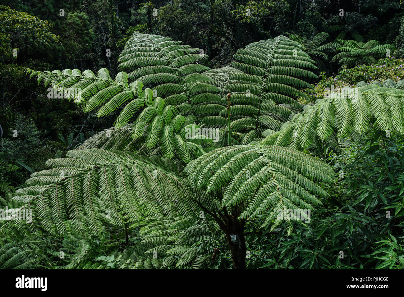 Big fern tree at forest in Cameron Highlands, Malaysia Stock Photo - Alamy