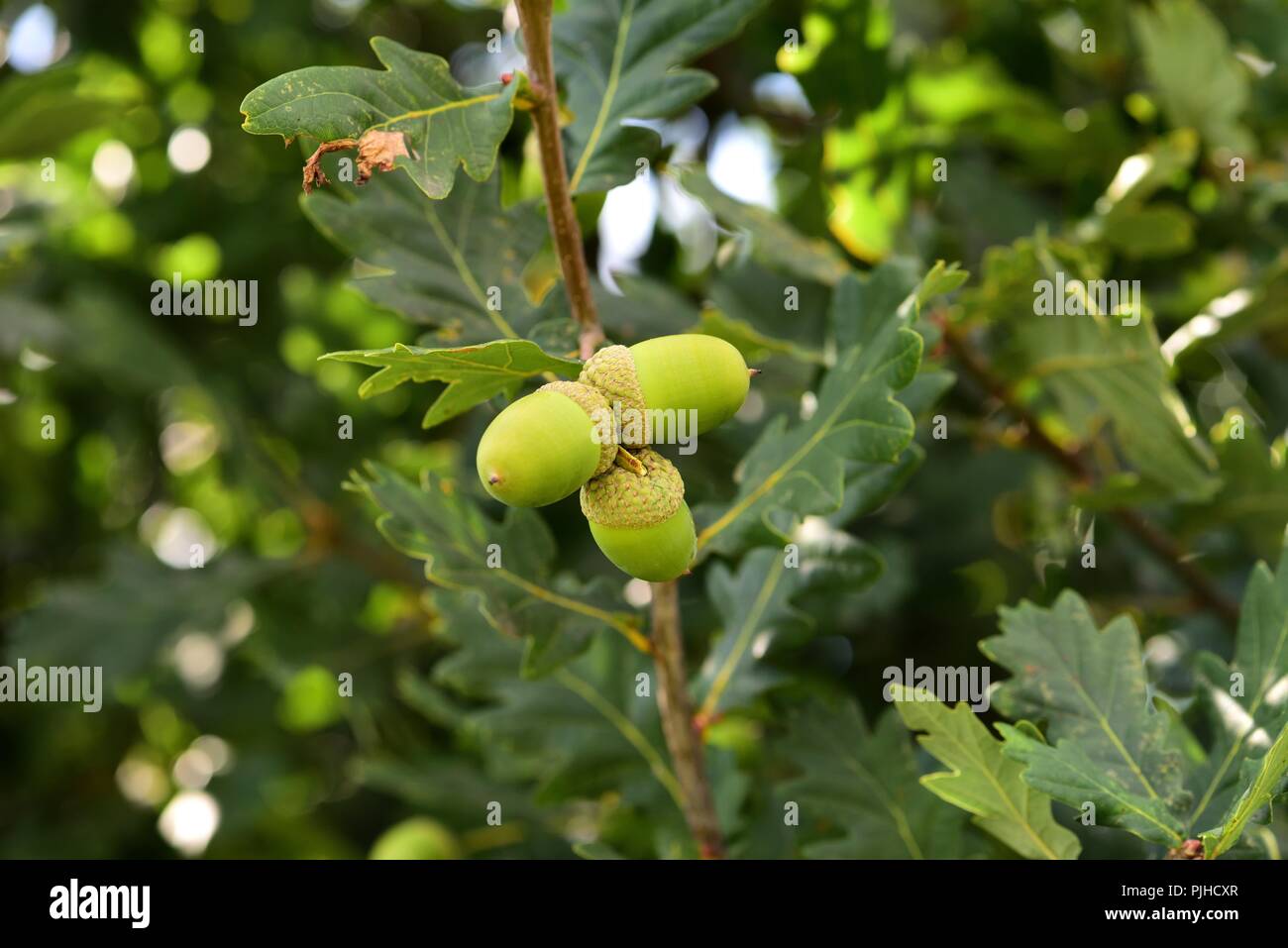 Fresh green acorns on oak tree Stock Photo - Alamy
