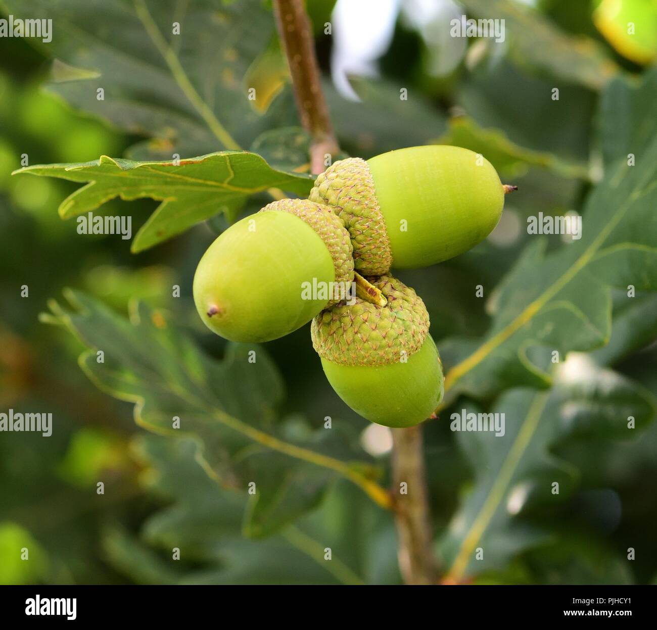 Fresh green acorns on oak tree Stock Photo - Alamy
