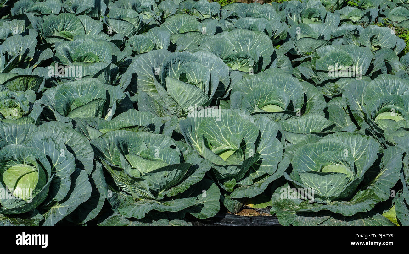 Green cabbage in the garden in Cameron Highlands, Malaysia Stock Photo ...