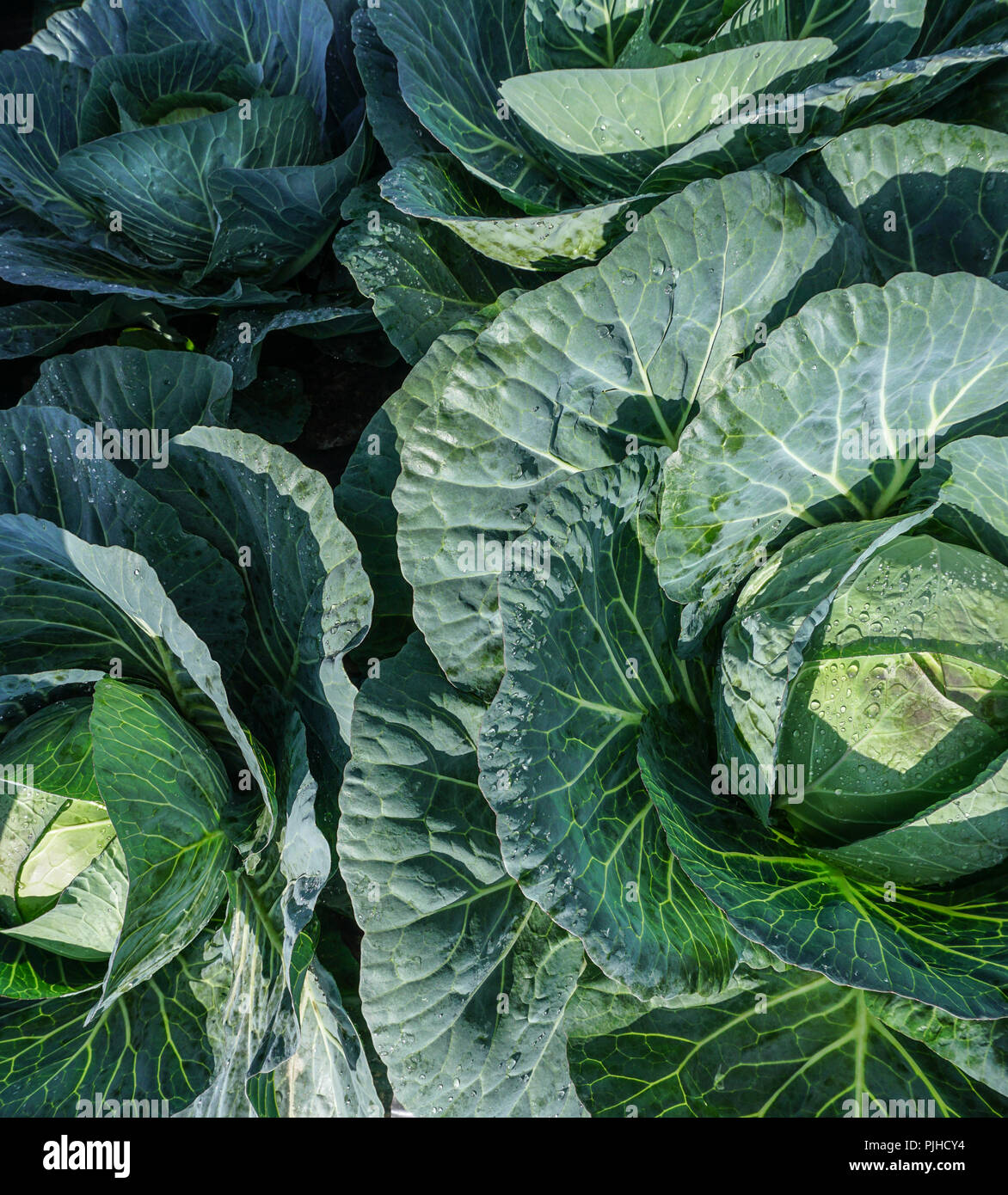 Green cabbage in the garden in Cameron Highlands, Malaysia Stock Photo ...