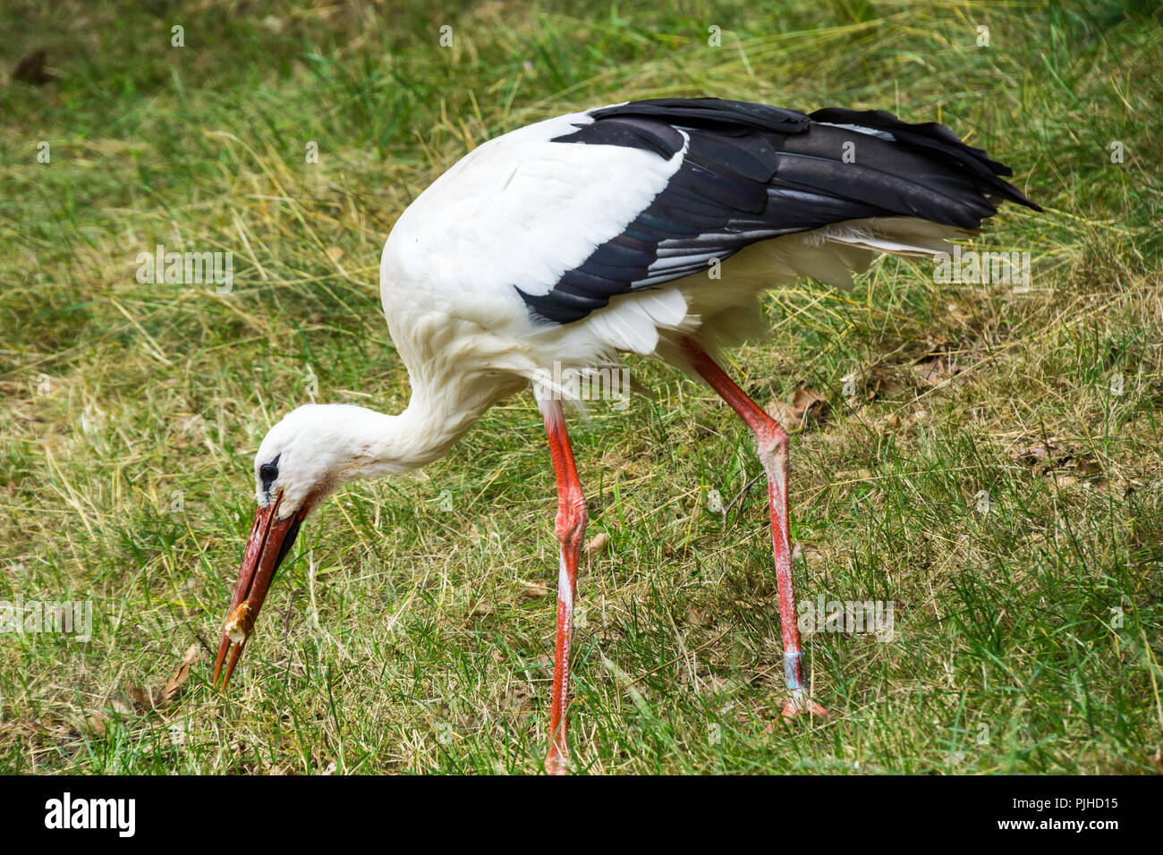 Baby grow to adult hi-res stock photography and images - Alamy