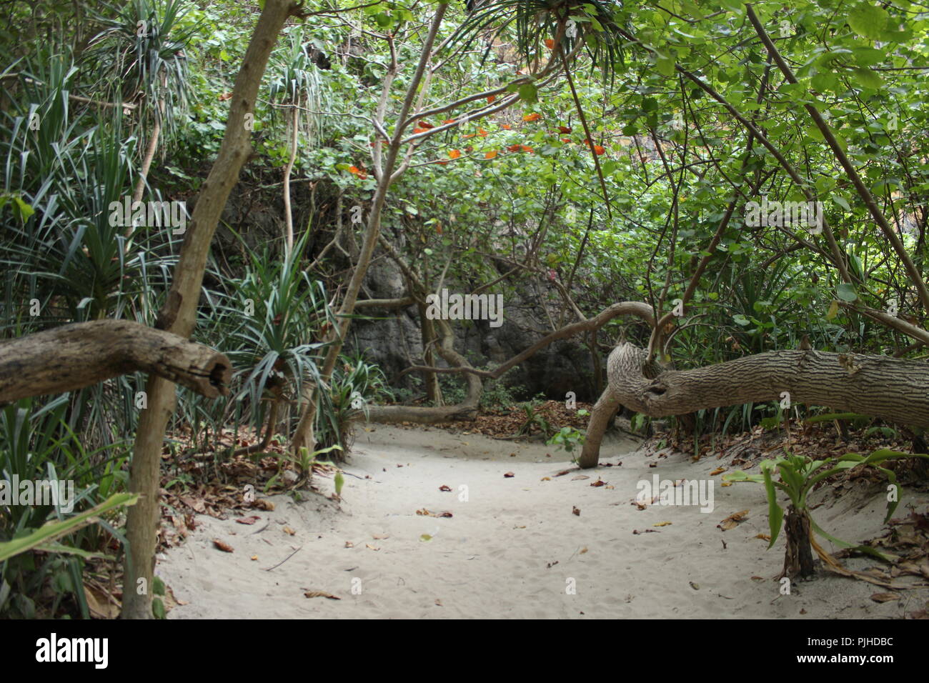 Beach landscape with trees hi-res stock photography and images - Alamy