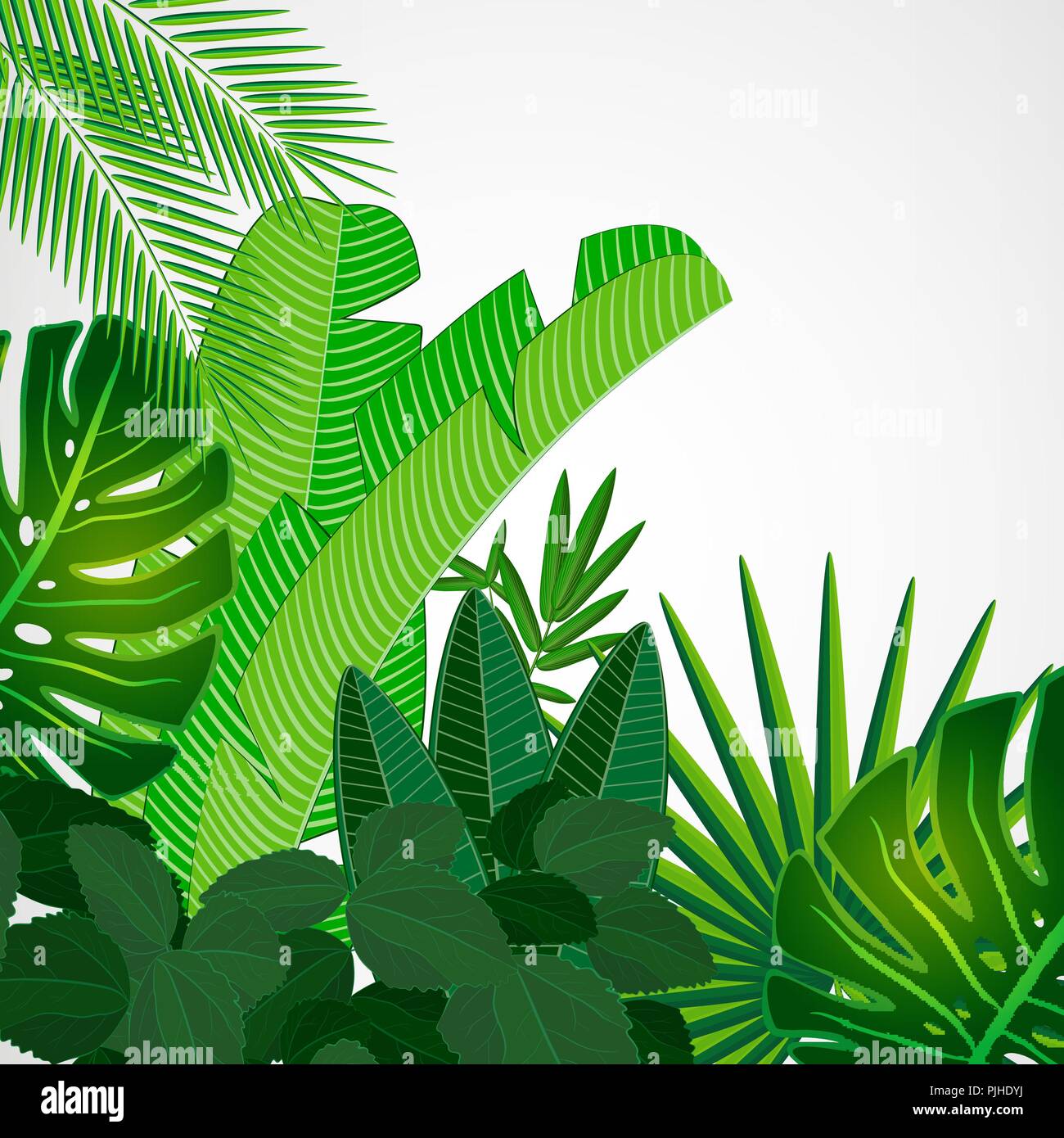 Tropical Border Vector