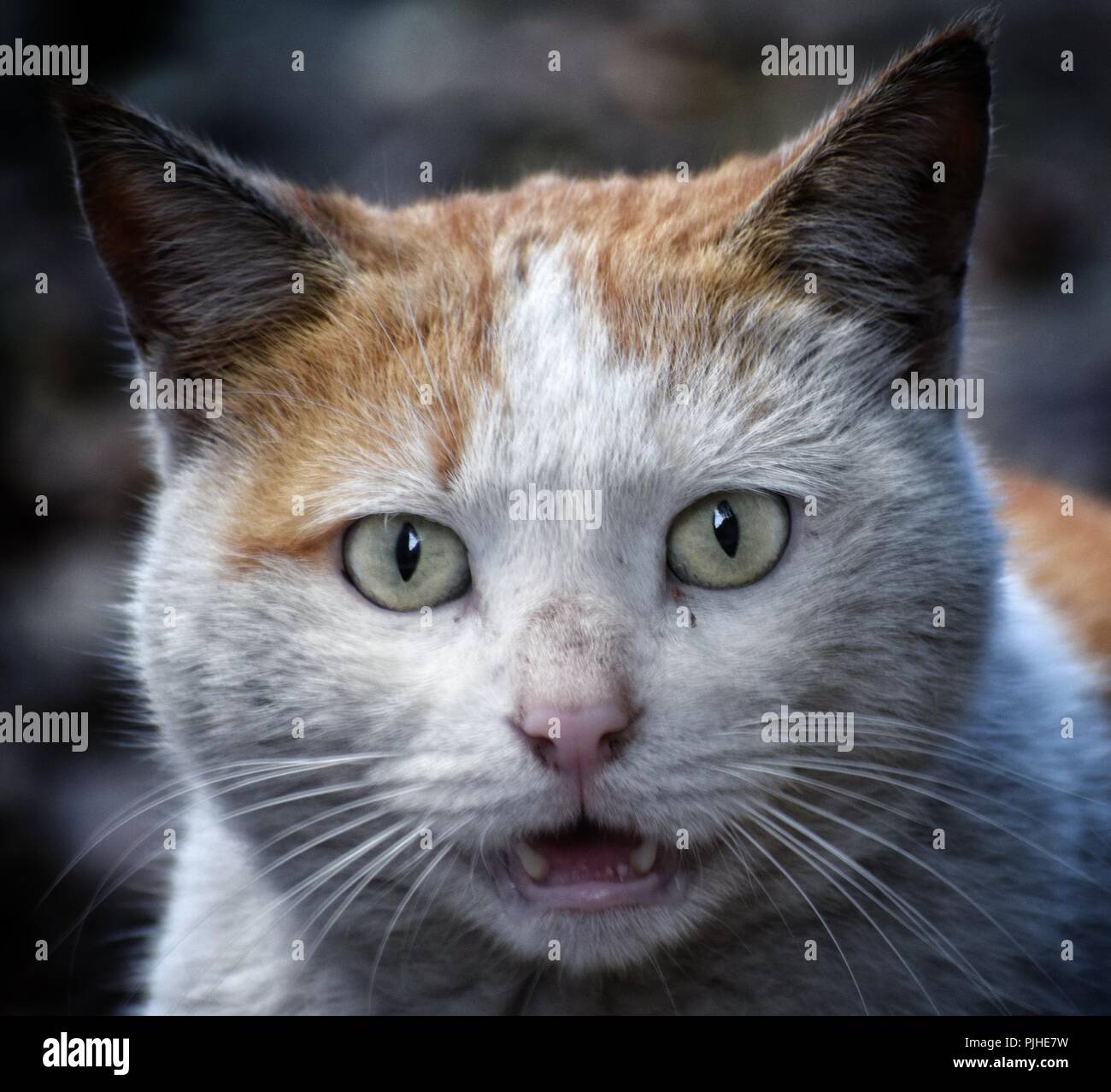 Whistling in the ear hi-res stock photography and images - Alamy