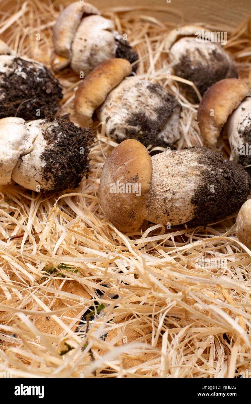 Fresh raw whole white boletus tasty edible mushrooms close up ready to ...