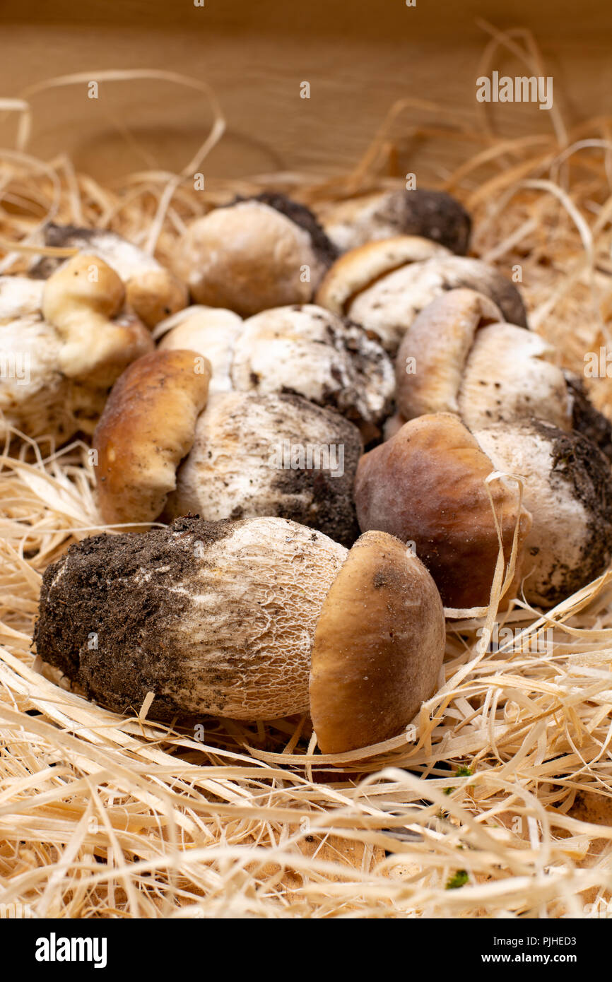 Fresh raw whole white boletus tasty edible mushrooms close up ready to ...