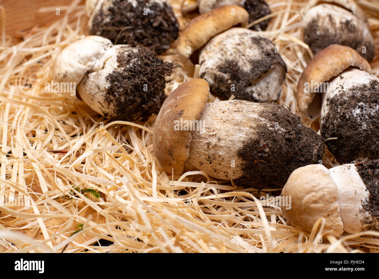 Fresh raw whole white boletus tasty edible mushrooms close up ready to ...