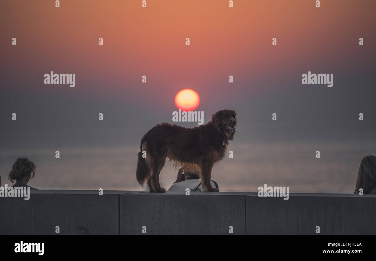 Sunset with people watching dogs Stock Photo - Alamy