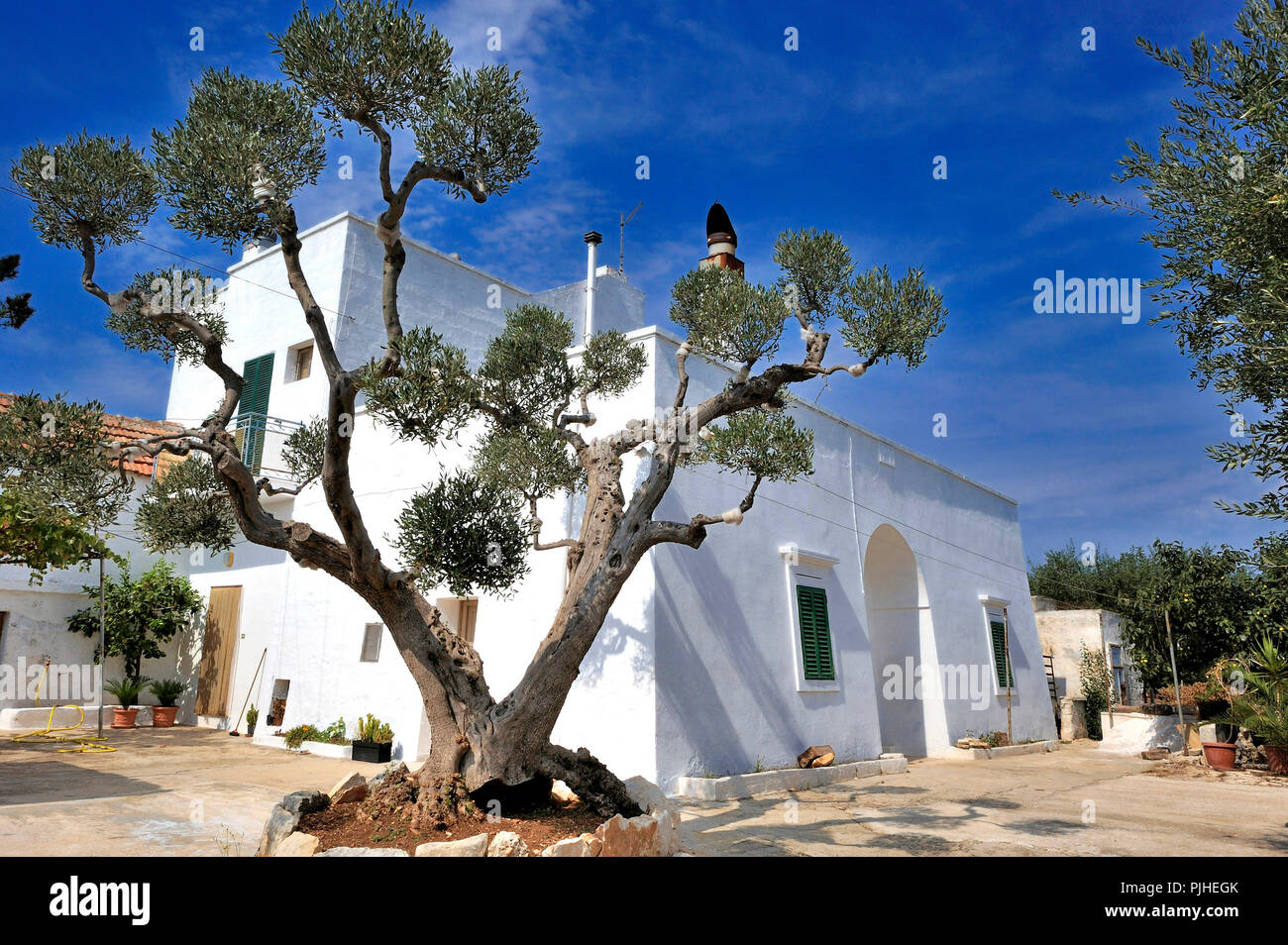 Italy, Apulia region, pruned olive tree in front of a farm Stock Photo ...