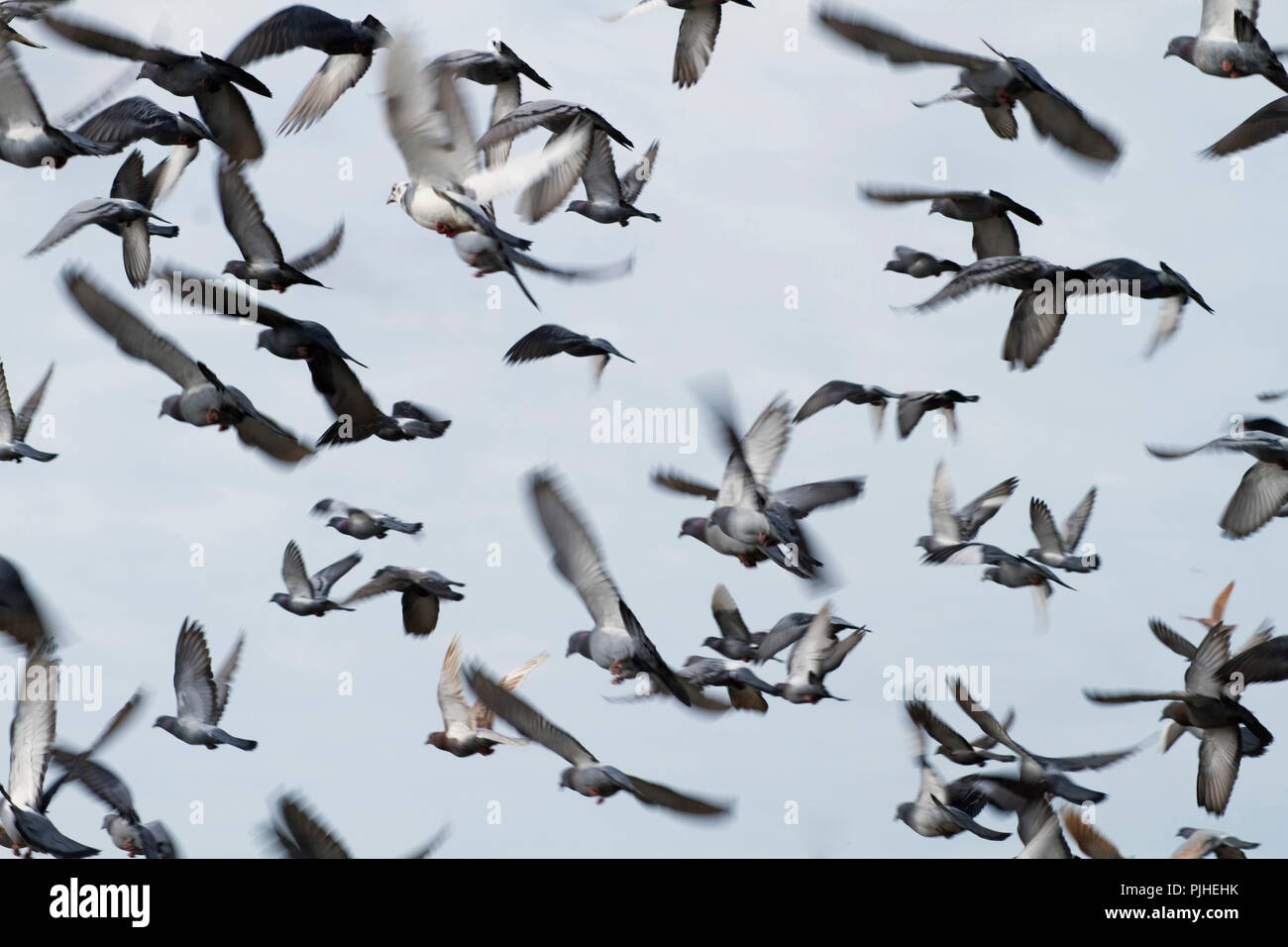 Flight of pigeons Stock Photo - Alamy